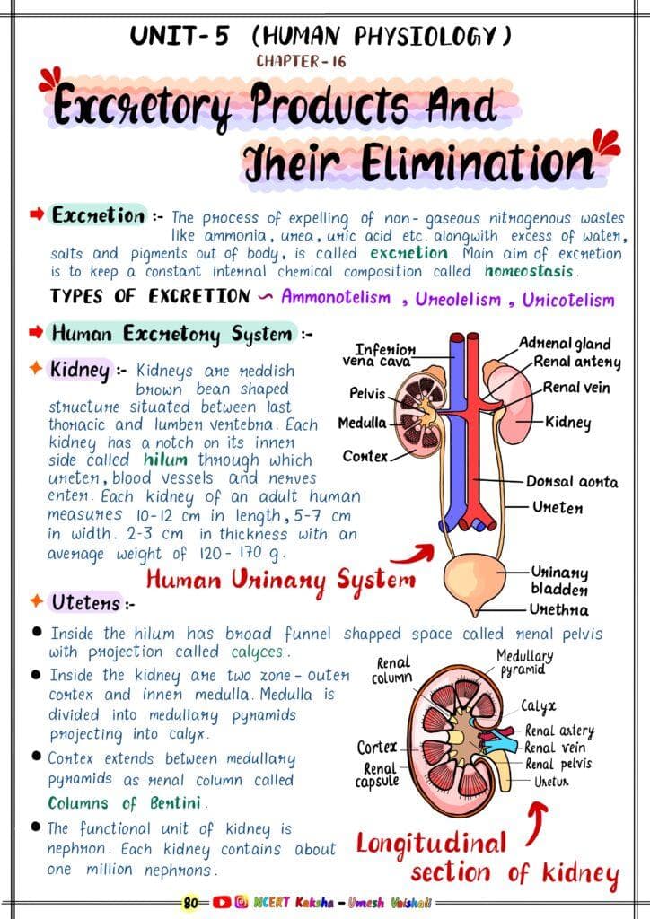 Class 11 Biology Short Notes / Notes 2024-2025 (The Best) | Digital ...